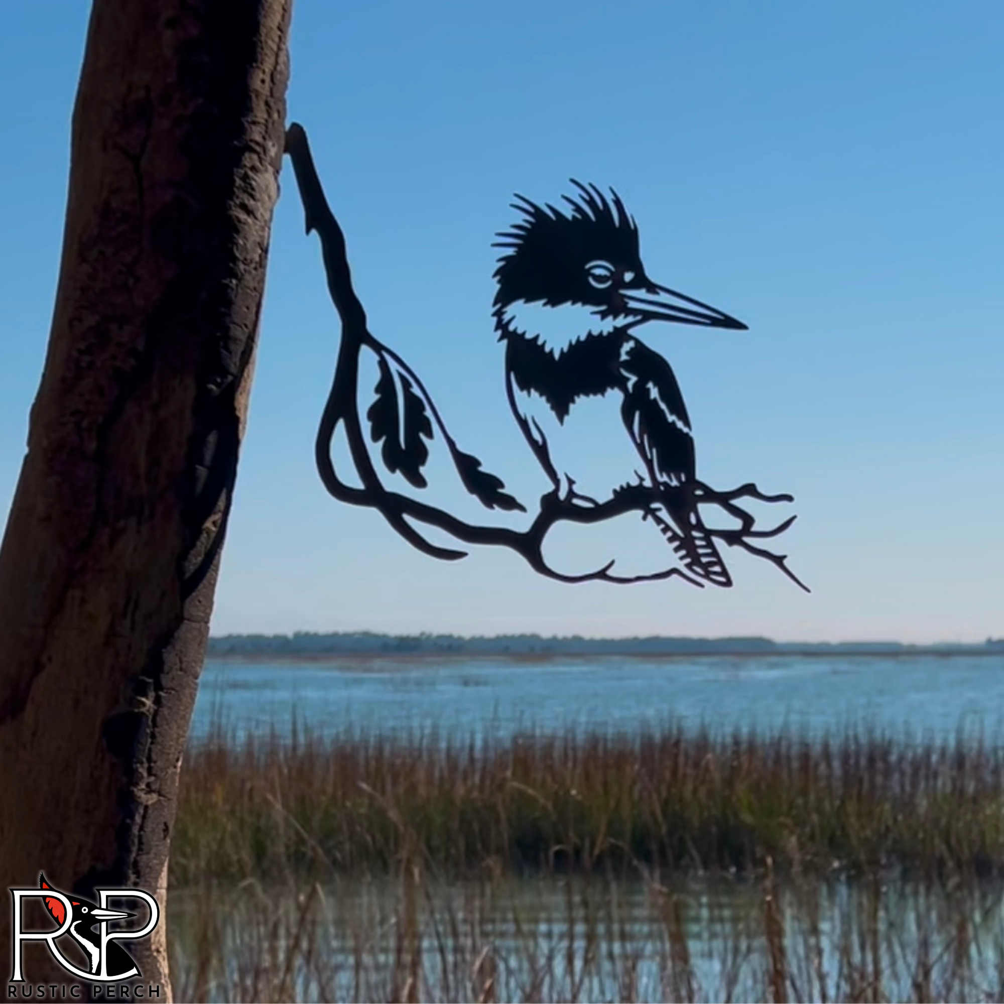 BELTED KINGFISHER – Rustic Perch